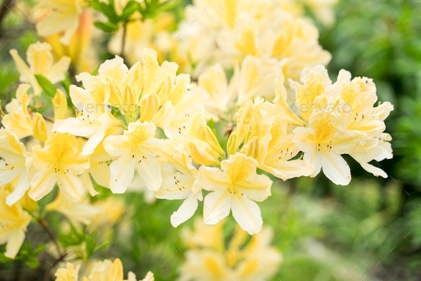 yellow rhododendron flowers close up Stock Photo by Tatiana_Mara ...