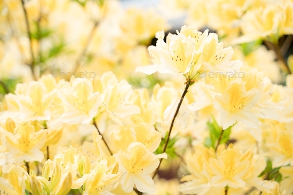 yellow rhododendron flowers close up Stock Photo by Tatiana_Mara ...