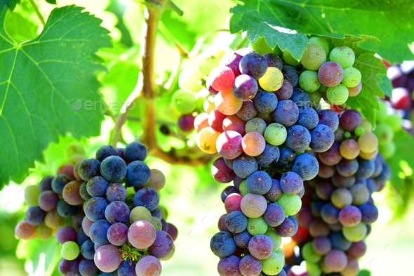 Clusters of luscious Merlot grapes at the point of veraison ripening in ...