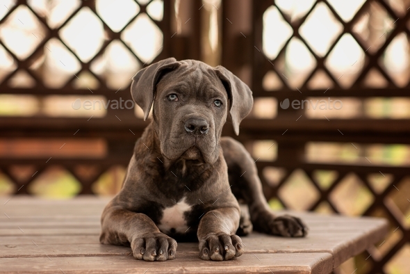 dog puppy three months old cane corso for a walk in the park in spring ...