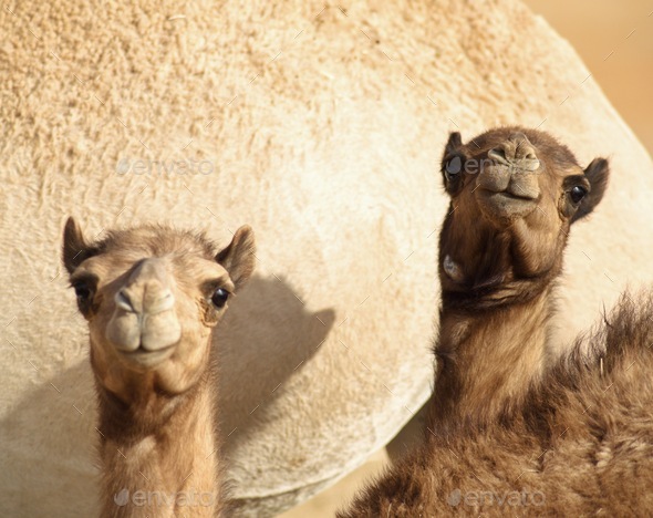 My little camel buddies close by mama for safety while I wander in the ...