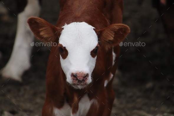Calf young cow Stock Photo by merelllllll | PhotoDune
