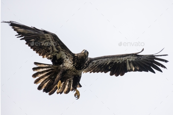 Confused juvenile bald eagle Stock Photo by zoomsbyooms | PhotoDune