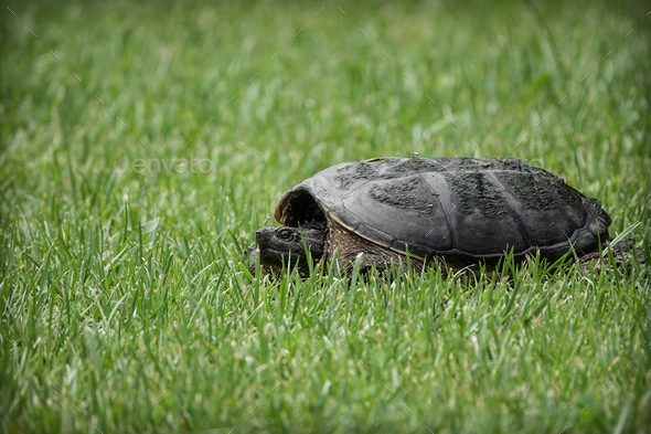 Large snapping turtle crawling through the green grass in summer. Stock ...