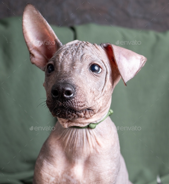 A small puppy of the xoloitzcuintli breed a feature of the breed is the ...
