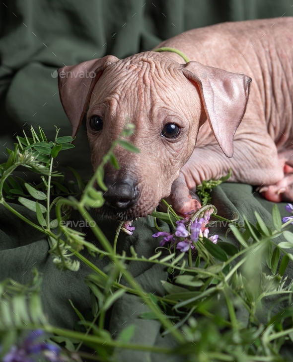 A small puppy of the xoloitzcuintli breed a feature of the breed is the ...