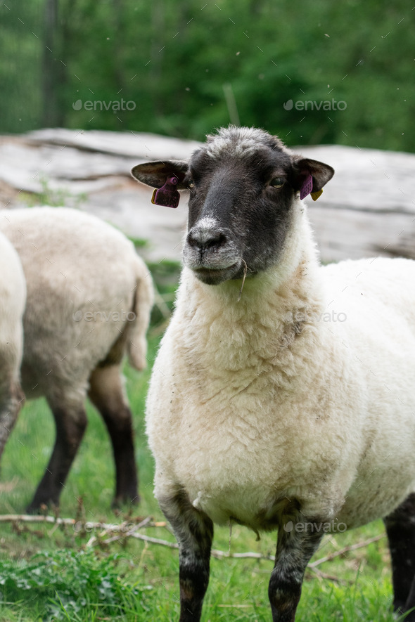 Photo of sheep in grass field Stock Photo by lindaze | PhotoDune