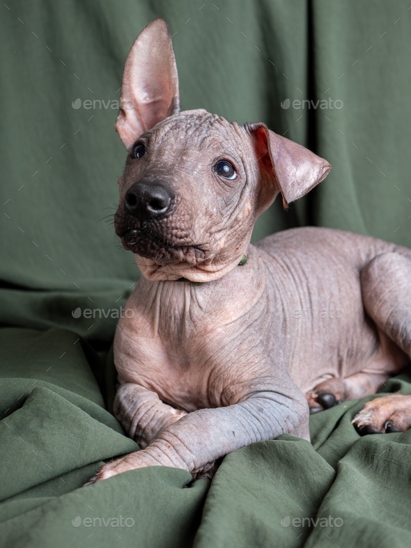 A small puppy of the xoloitzcuintli breed, the peculiarity of these ...