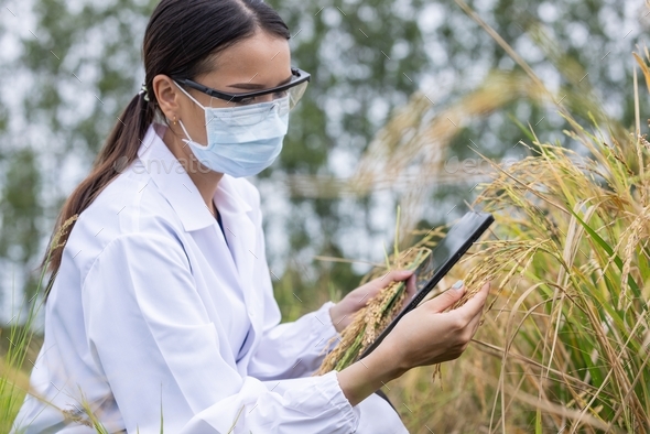 Agricultural Scientist working in farm Stock Photo by thanyapatm ...