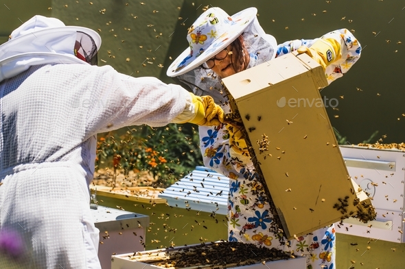 Two women beekeepers work with beehives Stock Photo by marowl | PhotoDune