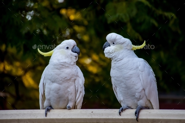 Two cockatoos in love flirting on the metal fence. Australian backyard ...
