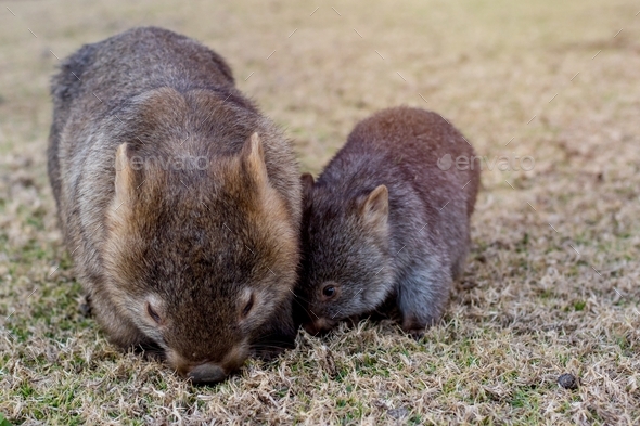 Mother wombat and baby joey wombat feeding on the grass field ...
