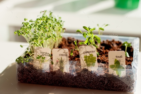 Mini herb garden on a window sill. Garden Cress, Chives, Coriander ...