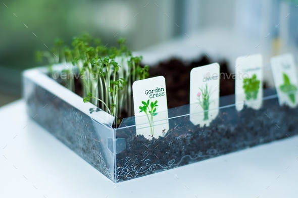 Grow a mini herb garden on a window sill. Garden Cress, Chives ...