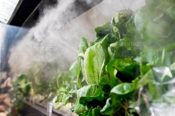 Fresh green lettuce at the supermarked sprayed with mist water from the ...