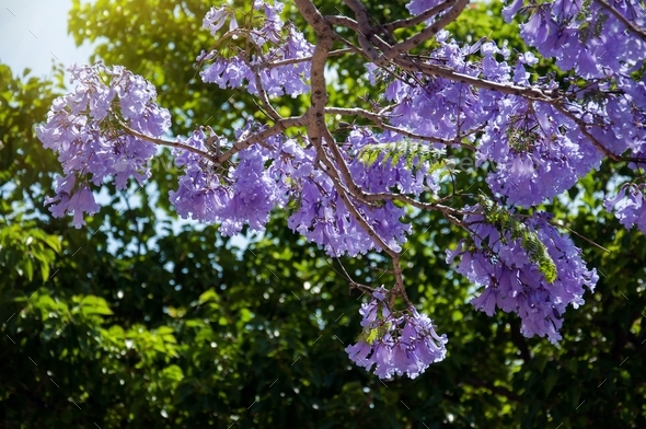 Jacaranda season. Jacaranda tree in a full bloom with beautiful purple ...
