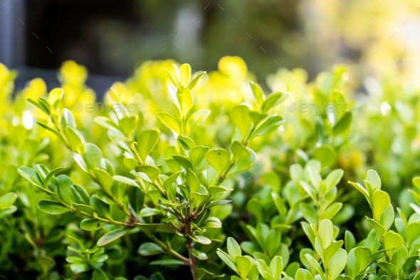 Bright Green hedge nature background filled with sunlight Stock Photo ...