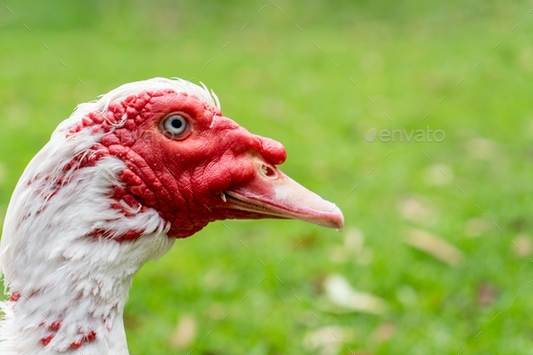 White Muscovy duck with red face. Close up on green grass Stock Photo ...