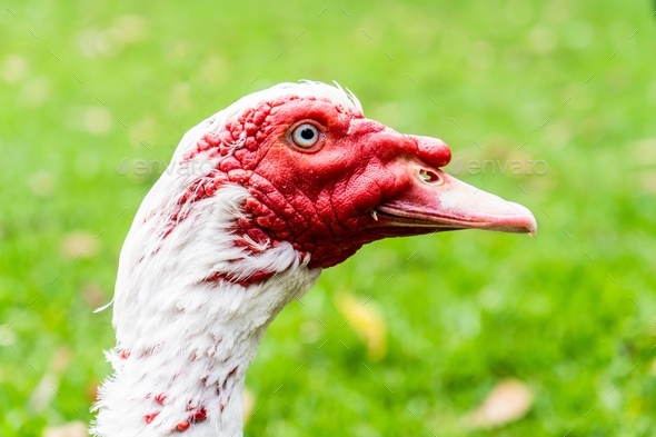 White Muscovy duck with red face. Close up on a green grass Stock Photo ...