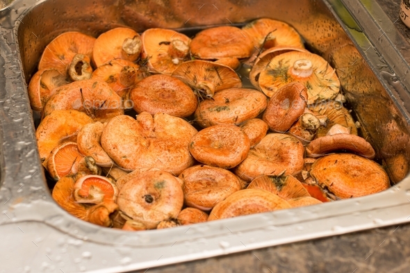 . Saffron milk caps aka red pine mushrooms aka Lactarius deliciosus ...