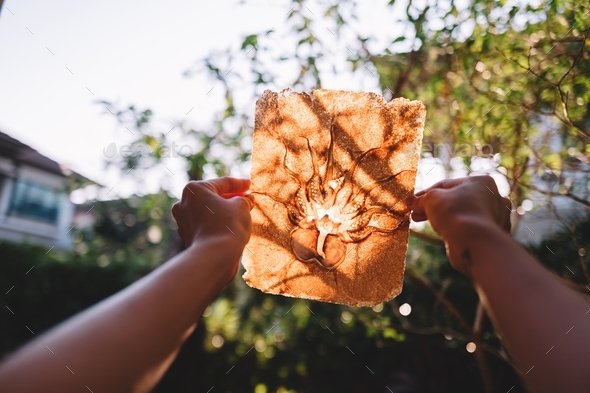 Squid senbei Japanese rice cracker Stock Photo by wikornr | PhotoDune