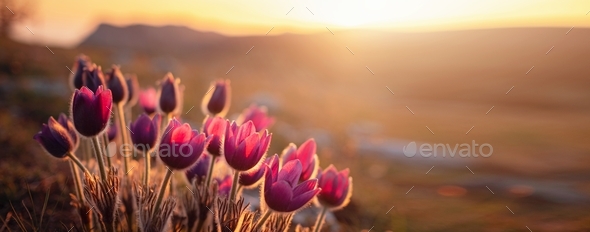 Early sign of spring. Stock Photo by seleznev_photos | PhotoDune