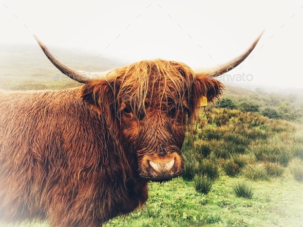 Highland cow, portrait on a wet and windy day, Stock Photo by JosieElias