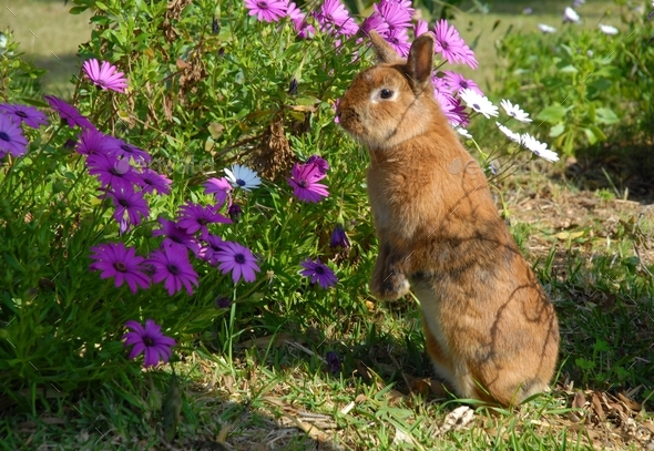 Tame, pet rabbit in the garden, next to a bed of Osteospermum daisies ...