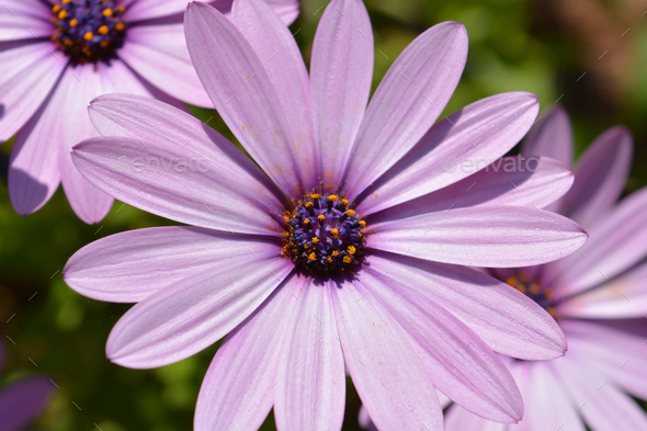 Purple flower detail. Osteospermum, also known as African daisy or Blue ...