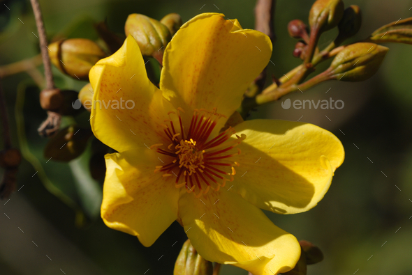 Australian kapok, Cochlospermaceae flowering in the wild on Magnetic ...