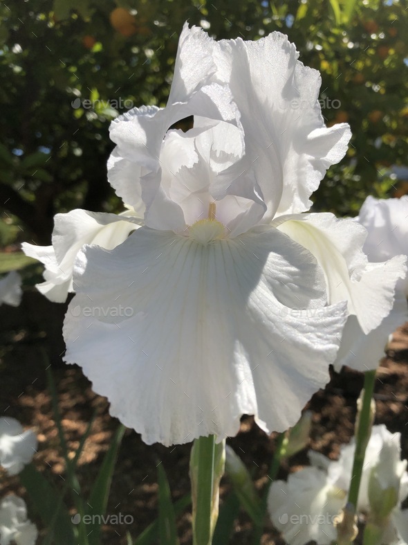 Tall bearded iris, beautiful white bloom backlit in late afternoon ...
