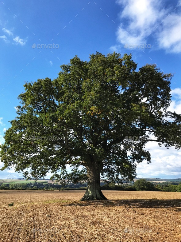 Rural landscape with one oak tree in a ploughed field. Stock Photo by ...