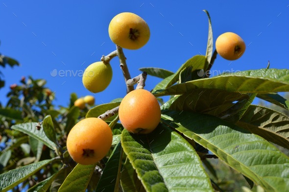 Nispero fruits ripening on the tree, also known as medlar or Japanese loquat Stock Photo by ...