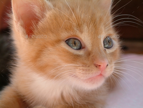 Cute and fluffy little ginger kitten with blue eyes, closeup portrait ...