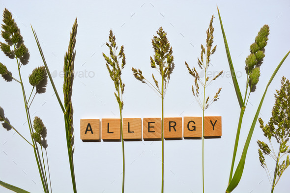 Allergy, word in 3D wooden alphabet letters with a grass flowers ...
