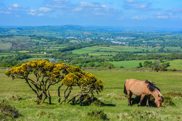 Panoramic view, Dartmoor pony and gorse in flower, Whitchurch Common ...
