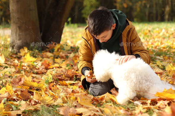 A boy with the dog playing in the park autumn season. Fall season ...