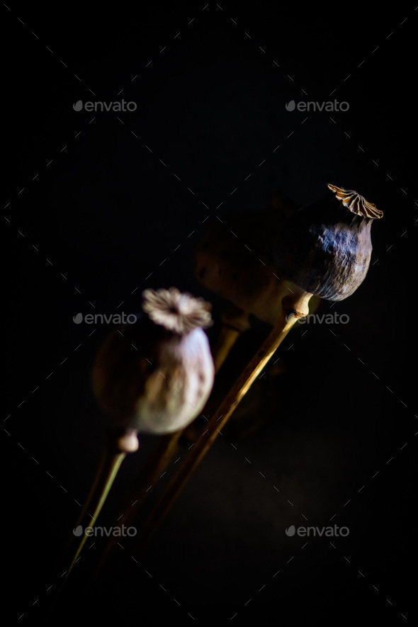 Dark mood , dark , poppies, dry poppies, background,backyard. Stock ...