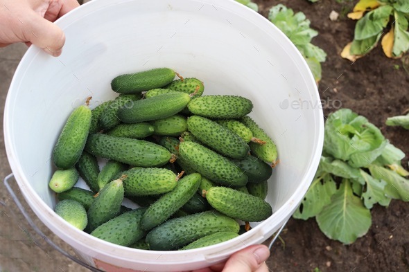 Harvest of young cucumbers in plastic bucket Stock Photo by flernata