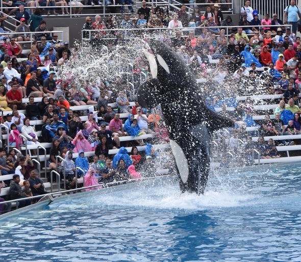 Orca whale pleasing and splashing the crowd at Seaworld San Diego Stock ...