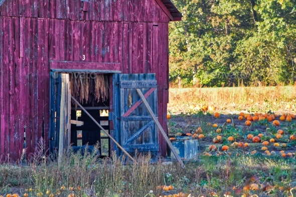 Purple barn with pumpkins in the field Stock Photo by Malisunshine