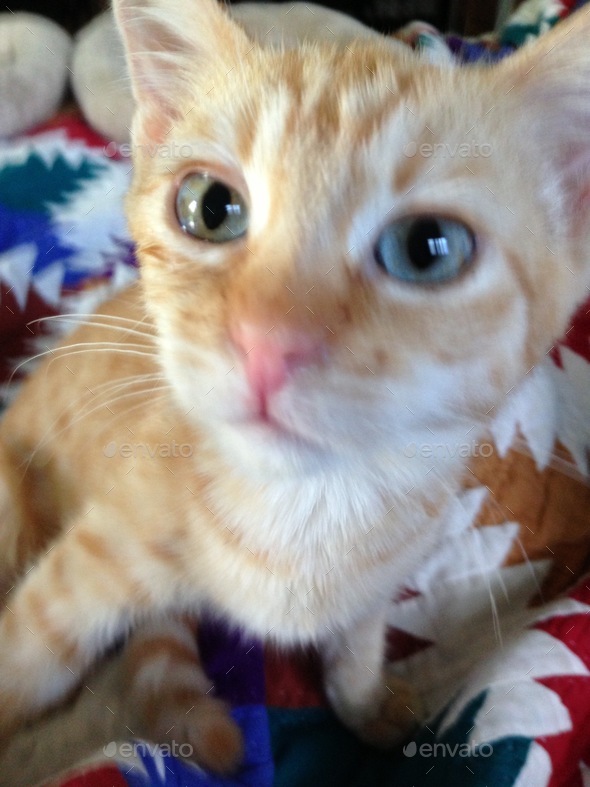 Out of focus curious cat stuck her nose in my lens as I was shooting ...