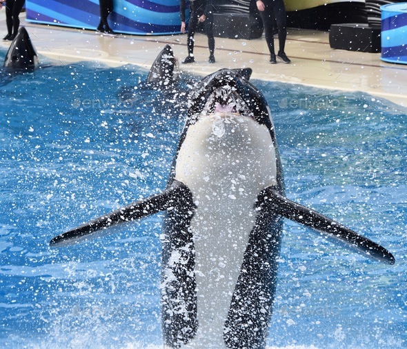 Orca whale jumping up at a performance at Seaworld Stock Photo by ...