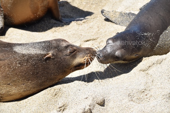 Seals kissing Stock Photo by Malisunshine | PhotoDune