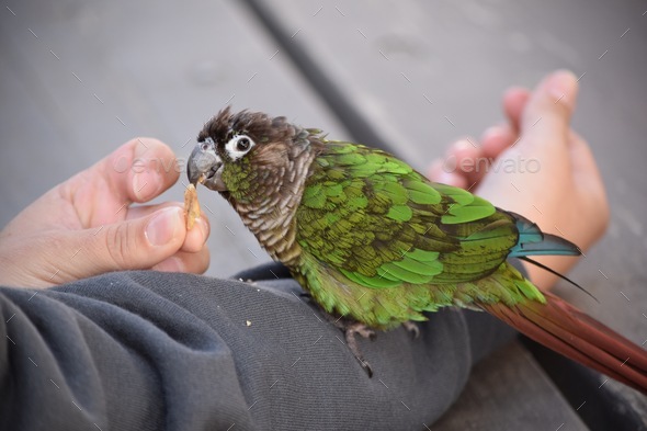Parrot being fed a cracker while sitting on arm Stock Photo by Malisunshine