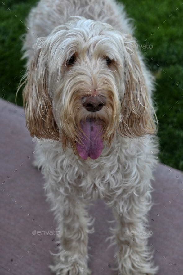 The Spinone Italiano an Italian dog breed. It was originally bred as a ...