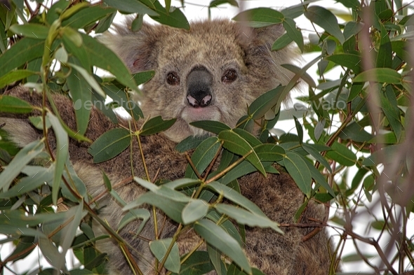 Adorable koala bear hiding amongst the three branches of the eucalyptus ...