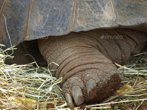 Rear foot of the Aldabran tortoise - the largest species of land ...