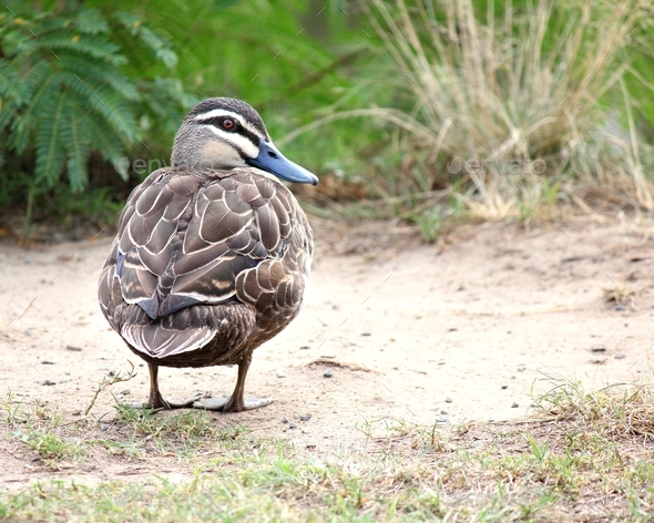 Duck rear view Stock Photo by iheartcreative | PhotoDune