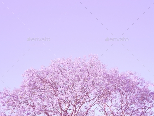 Pink Jacaranda tree Stock Photo by iheartcreative | PhotoDune
